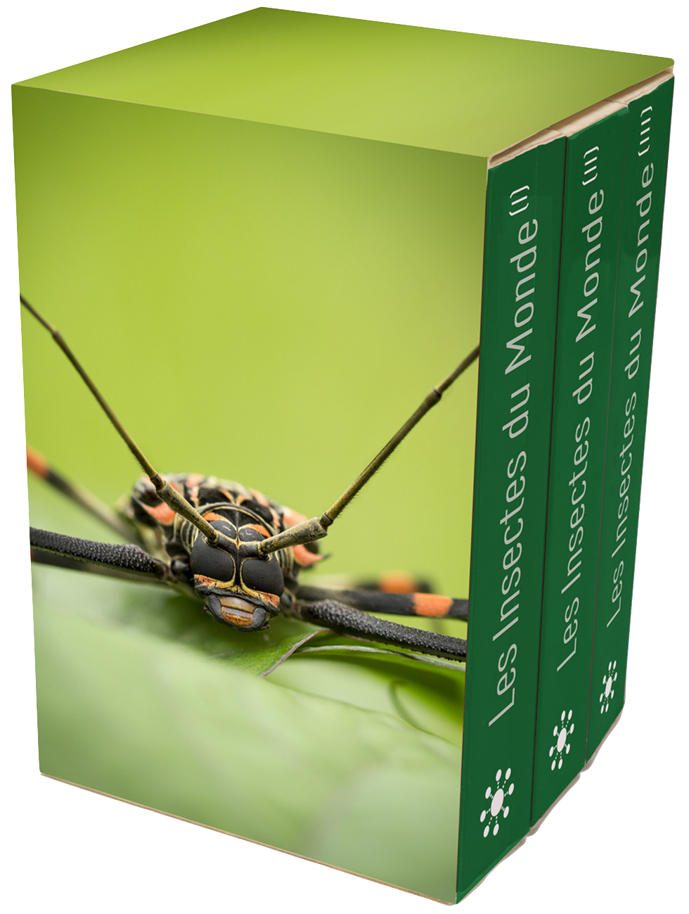 Les insectes du monde : une clé de détermination des familles et plus ...